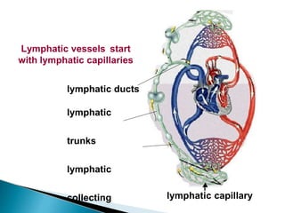 Lymphatic system.ppt