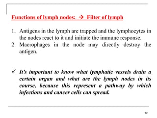Lymphatic System.pptx | Ear, Nose and Throat Conditions | Diseases and ...