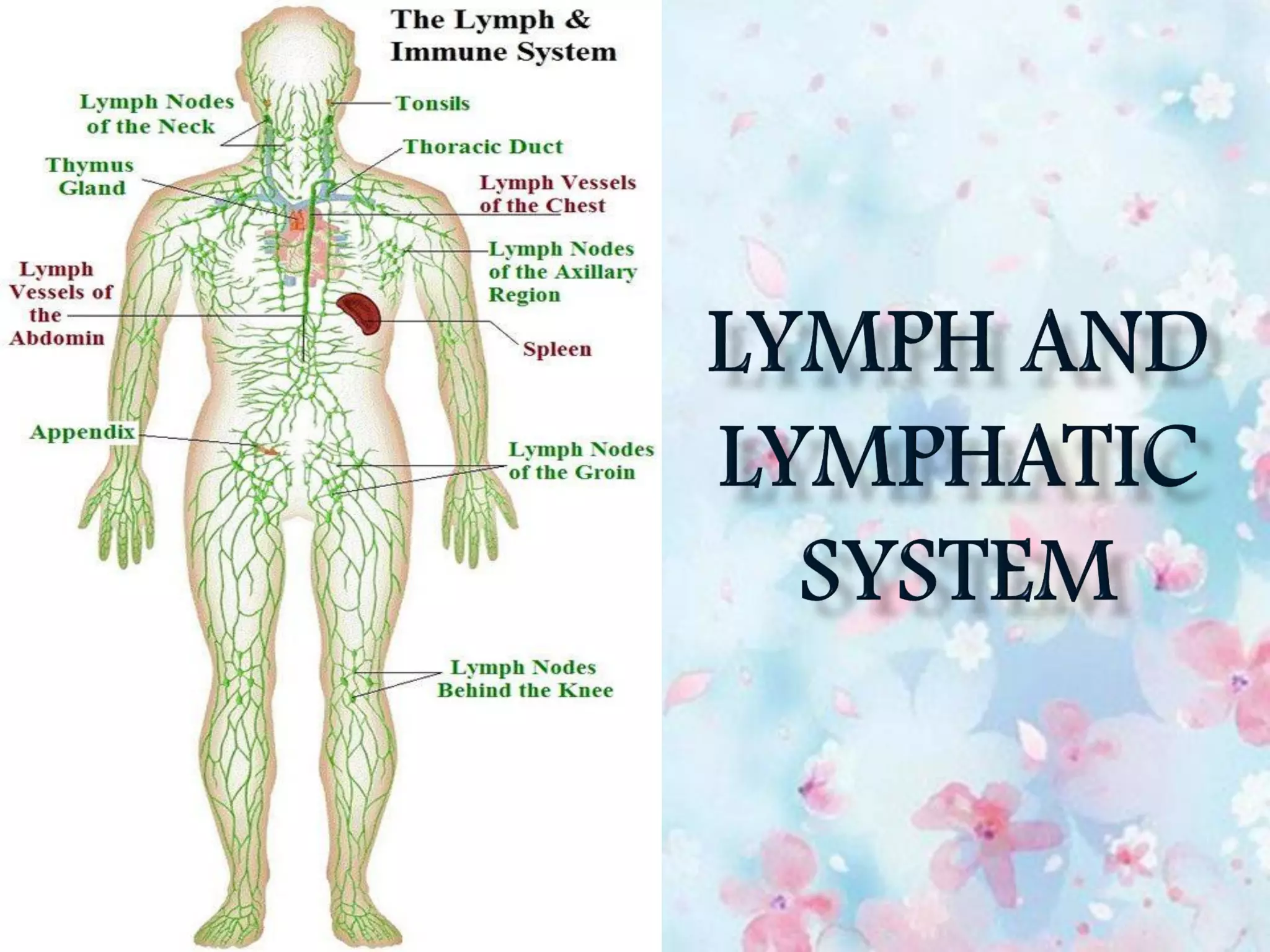 lymphatic system.pdf
