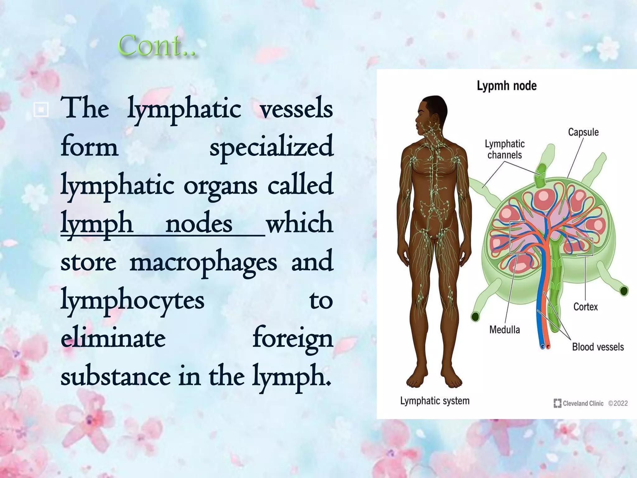 lymphatic system.pdf