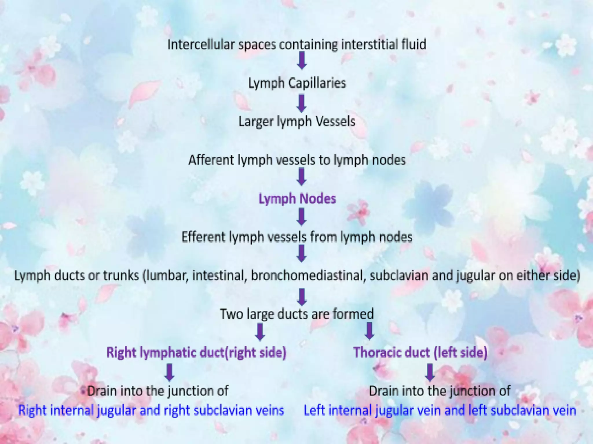 lymphatic system.pdf