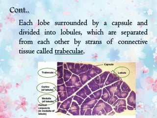 lymphatic system.pdf