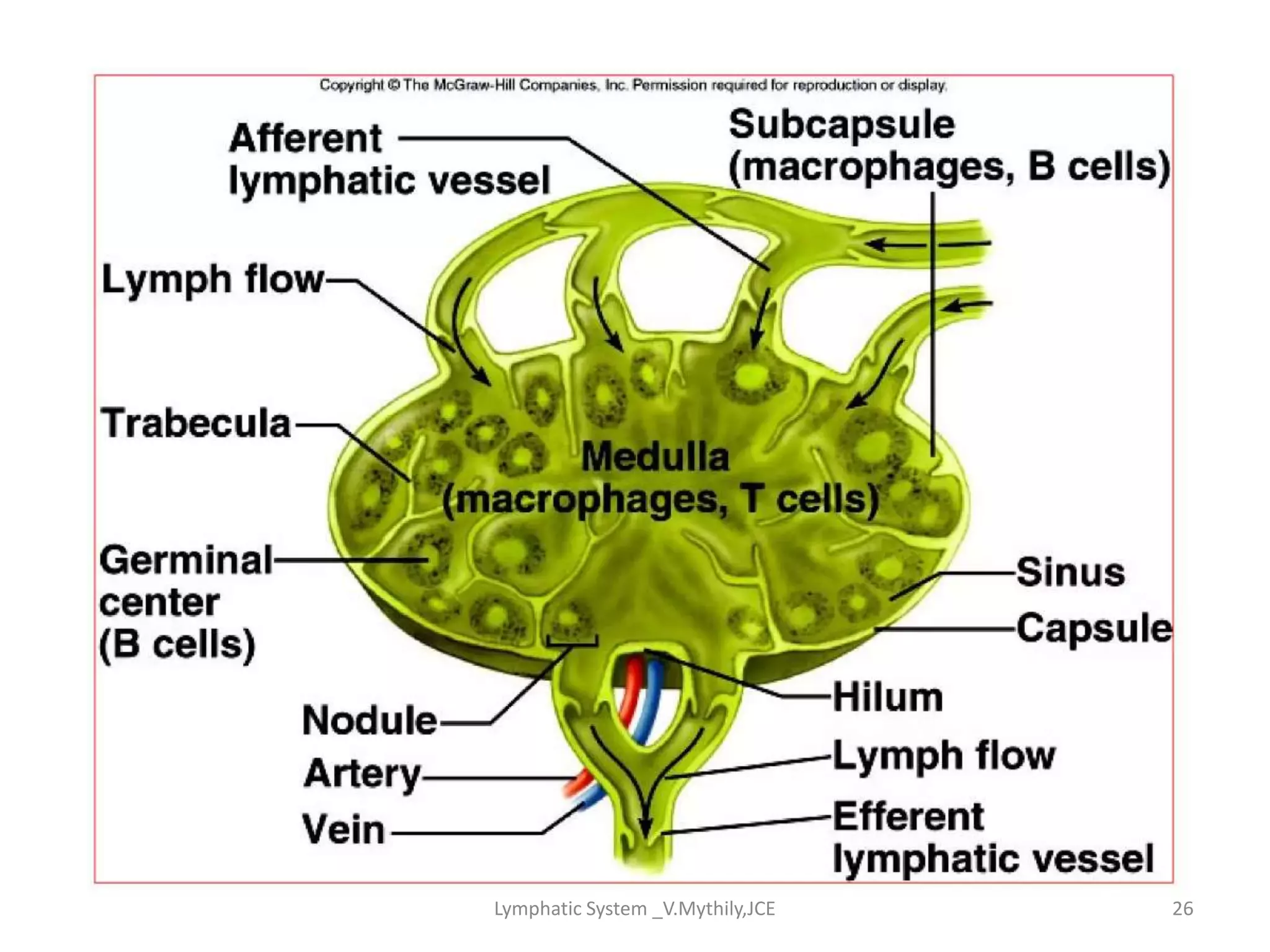 Lymphatic system.ppt