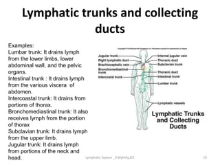 Lymphatic system.ppt