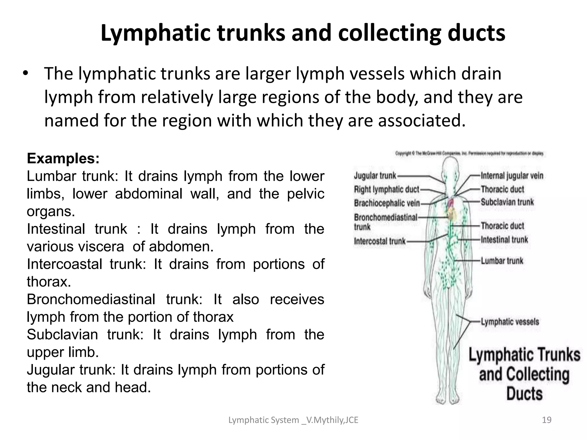 Lymphatic system.ppt