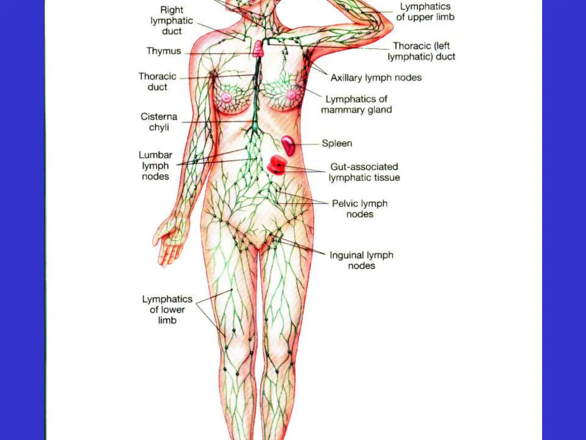 Lymphatic System.ppt