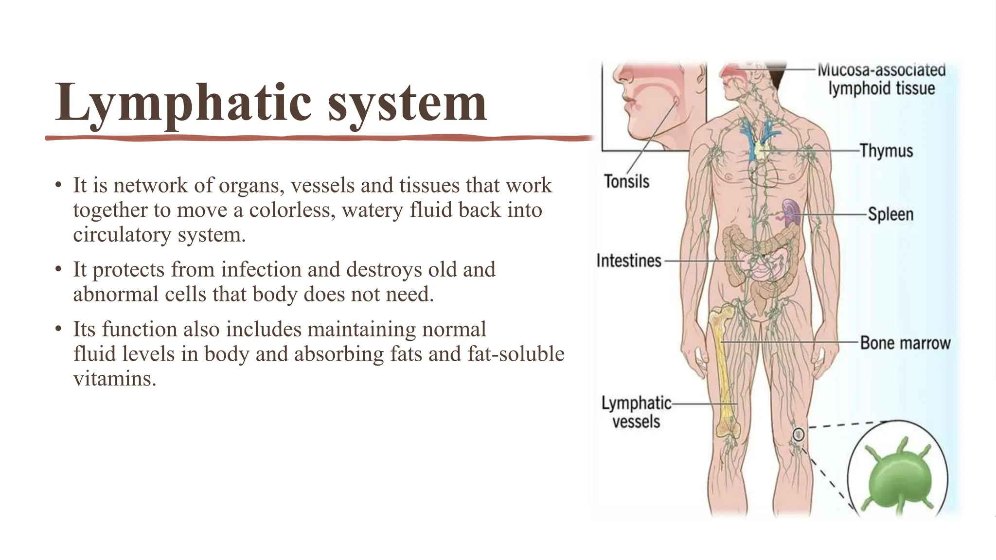 lymphatic system.pptx | Ear, Nose and Throat Conditions | Diseases and ...