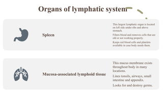 lymphatic system.pptx | Ear, Nose and Throat Conditions | Diseases and ...