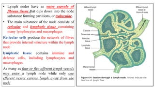 lymphatic system system, general anatomy.pptx