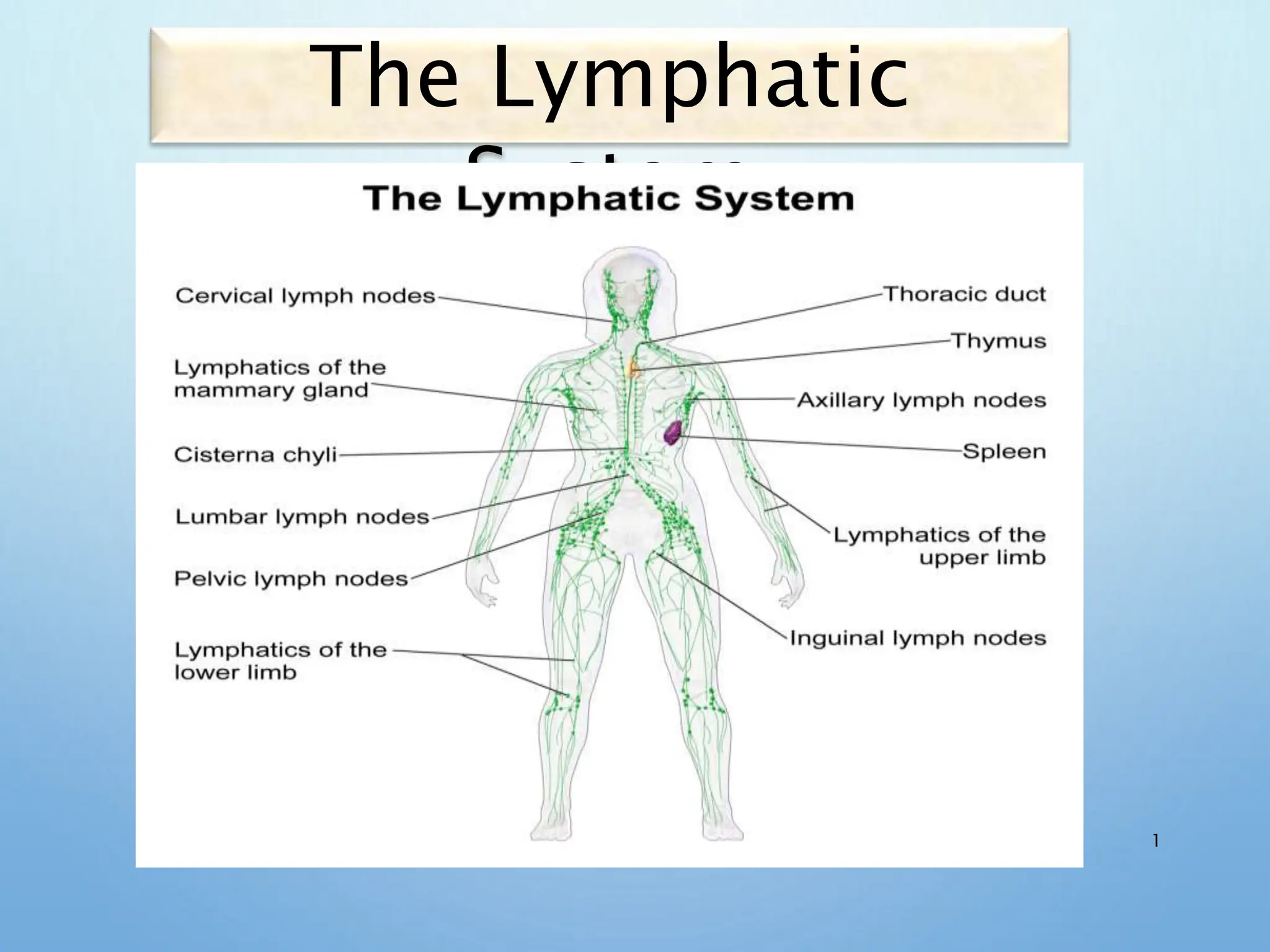 Lymphatic System anatomy and physiology ppt | PPT