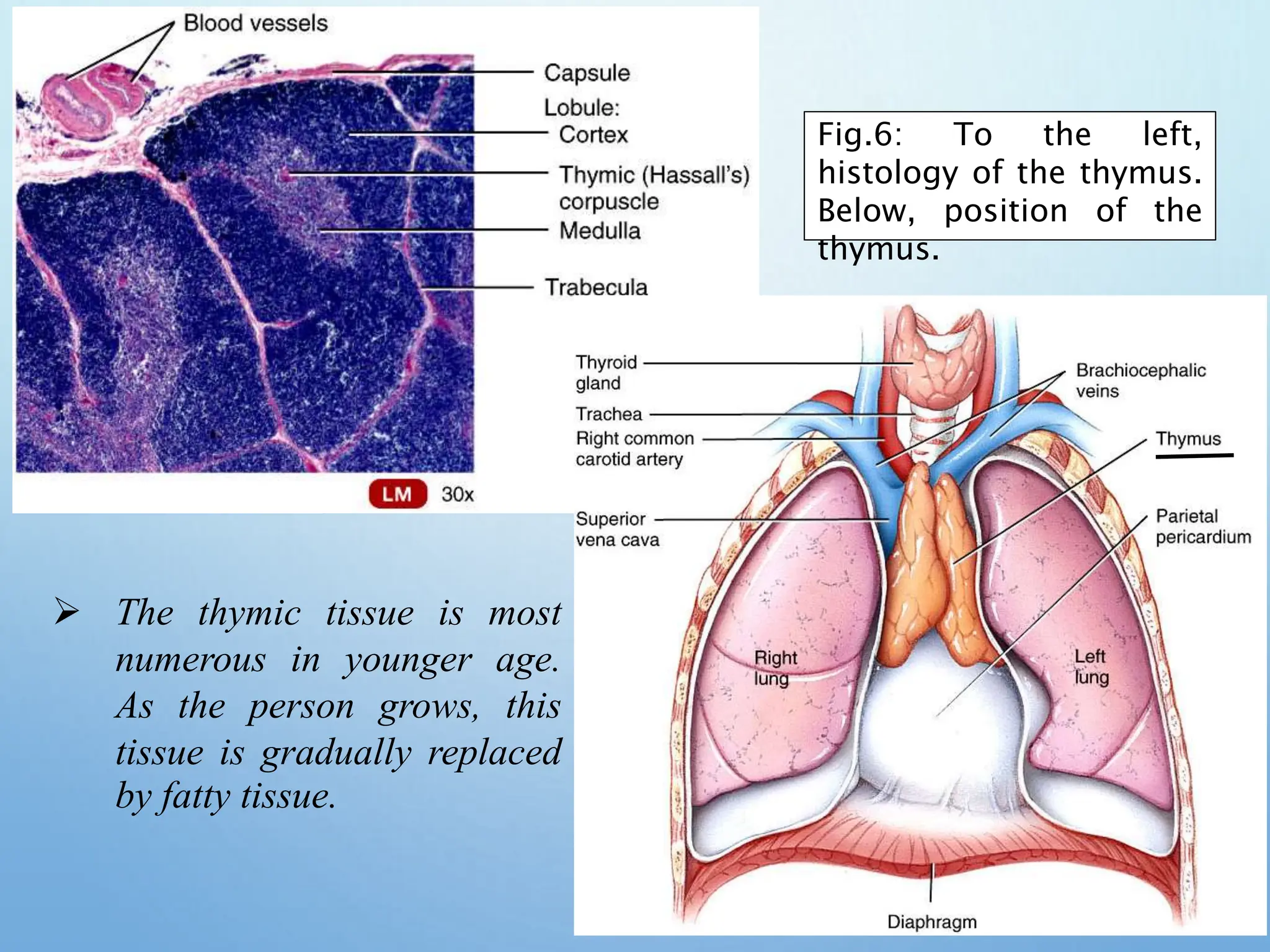 Lymphatic System anatomy and physiology ppt | PPT