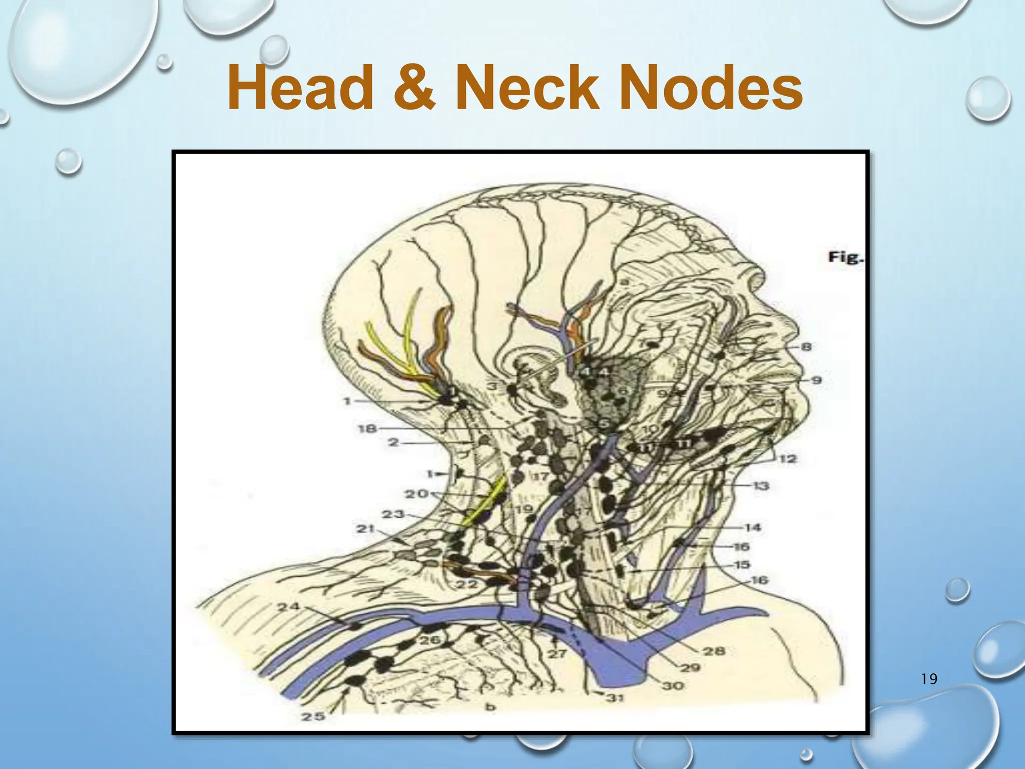 Lymphatic System anatomy and physiology ppt | PPT