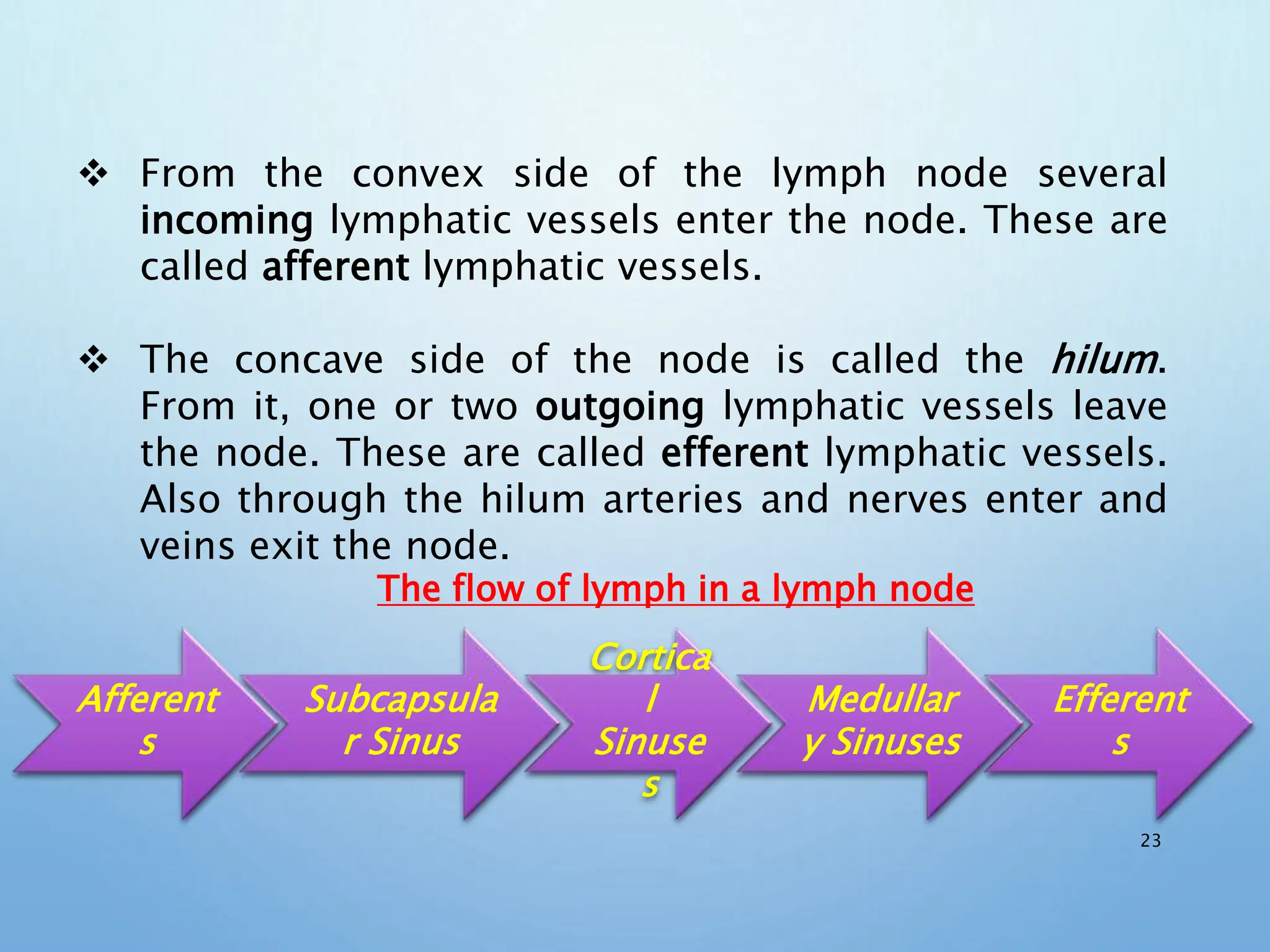 Lymphatic System anatomy and physiology ppt | PPTX