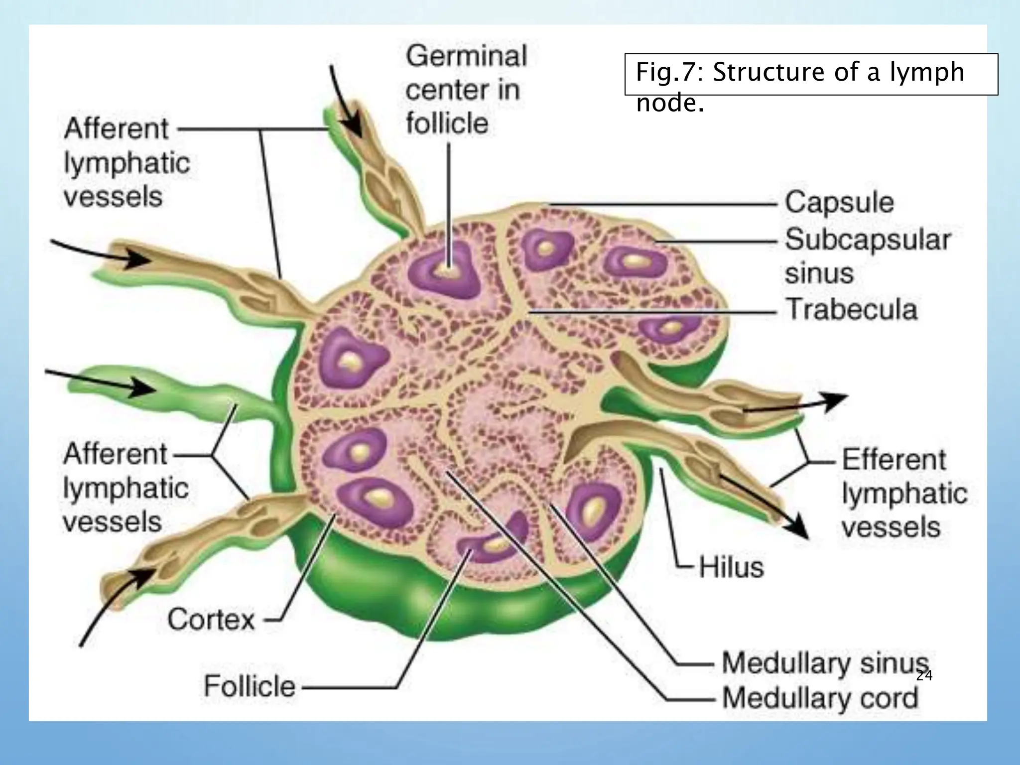 Lymphatic System anatomy and physiology ppt | PPT