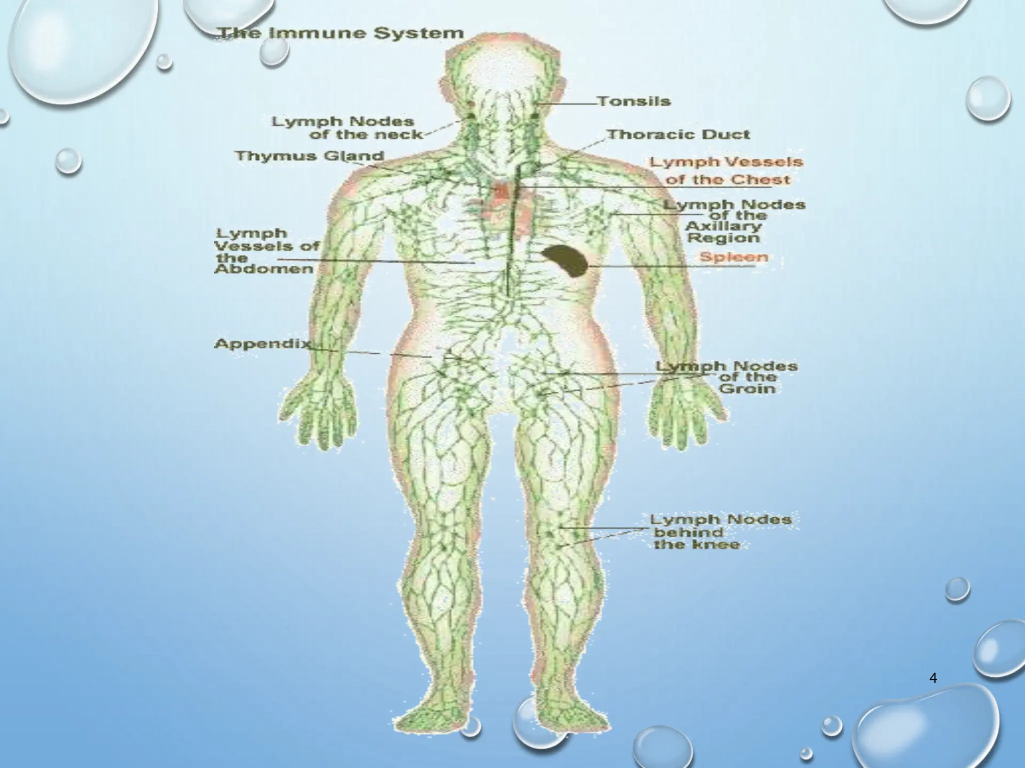 Lymphatic System anatomy and physiology ppt | PPT