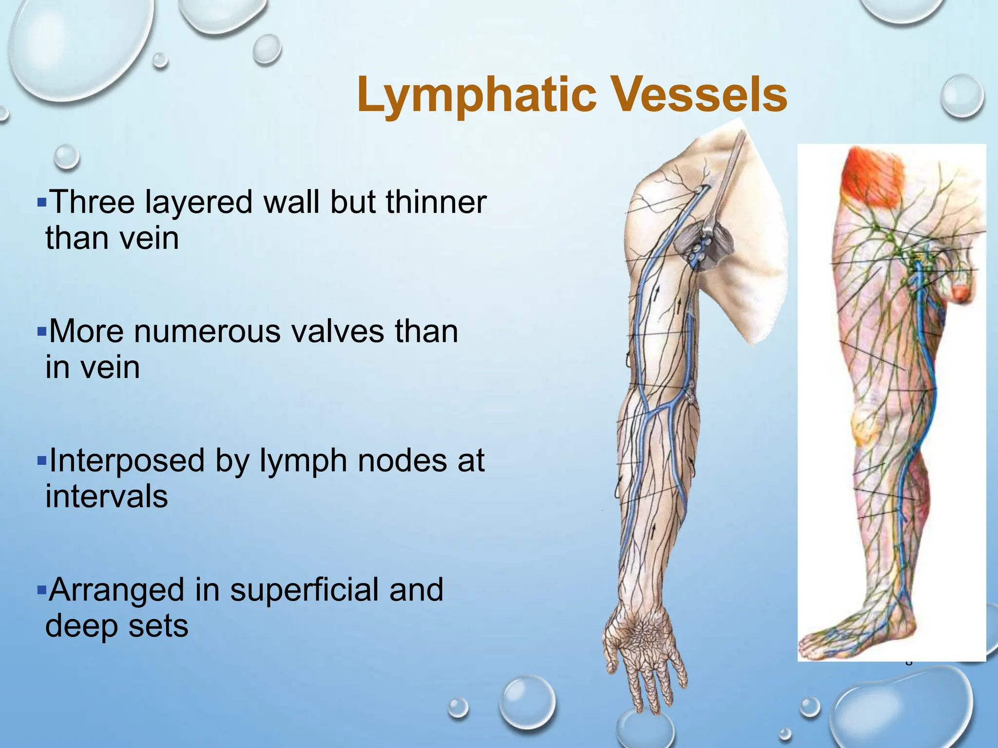 Lymphatic System anatomy and physiology ppt | PPT