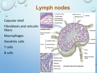 Lymphatic System anatomy and physiology ppt | PPT