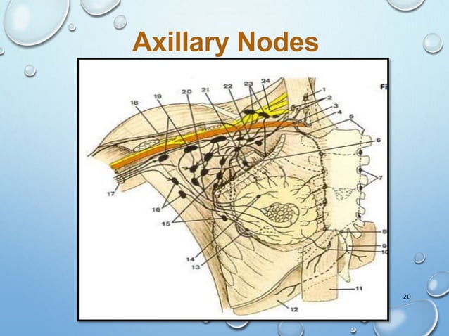 Lymphatic System anatomy and physiology ppt | PPT