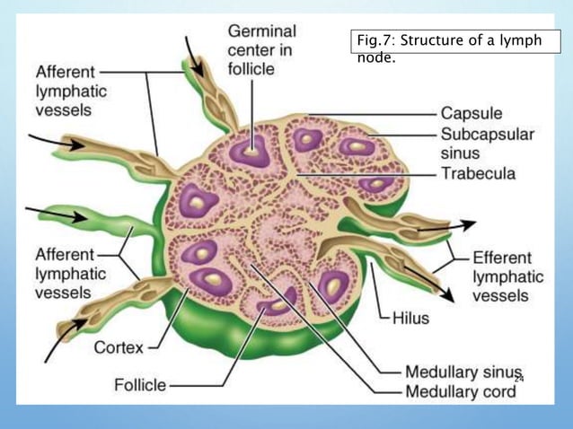 Lymphatic System anatomy and physiology ppt | PPT