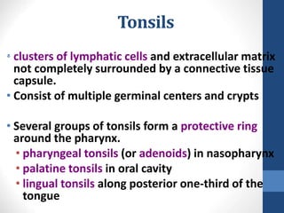 lymphatic_system.ppt1111111111111111111111111111 | PPT