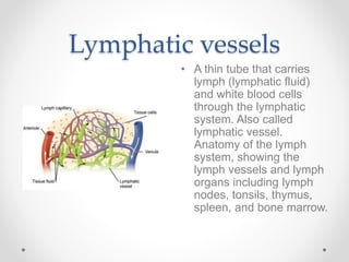 Lymphatic system by Yogesh Kumar................ | PPTX