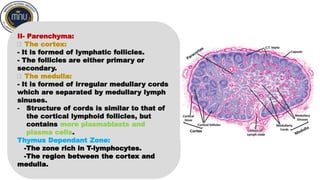 Lymphatic system | PPT