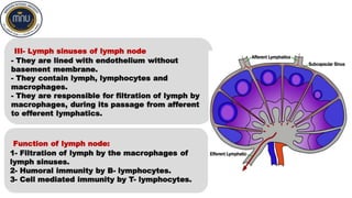 Lymphatic system | PPT