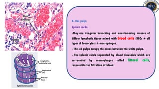 Lymphatic system | PDF