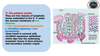 Lymphatic system | PPT