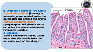 Lymphatic system | PPT