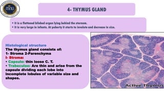 Lymphatic system | PDF