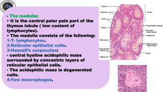 Lymphatic system | PDF