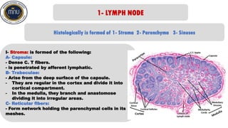 Lymphatic system | PPT