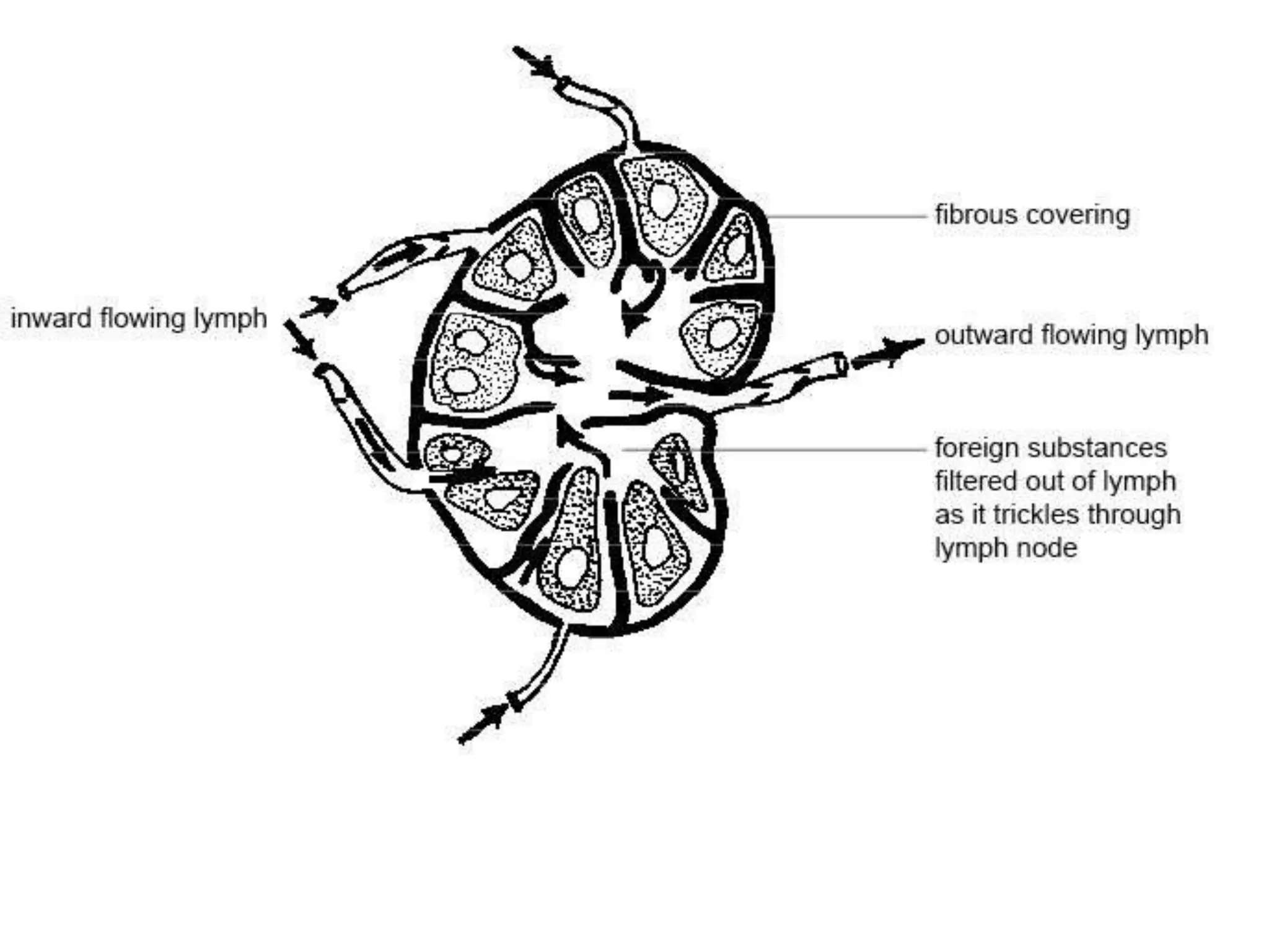 Lymphatic system easy lecture notes .ppt