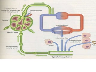 Lymphatic system easy lecture notes .ppt