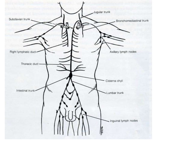 Lymphatic system easy lecture notes .ppt