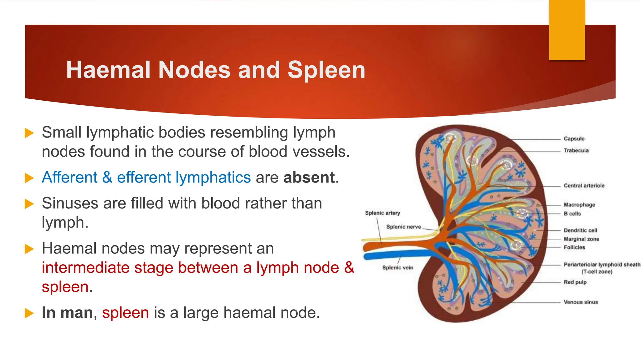 Lymphatic System of Human Body by Dr. Rabia Inam Gandapore.pptx