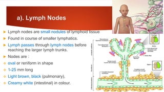 Lymphatic System of Human Body by Dr. Rabia Inam Gandapore.pptx