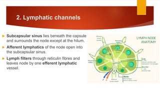 Lymphatic System of Human Body by Dr. Rabia Inam Gandapore.pptx