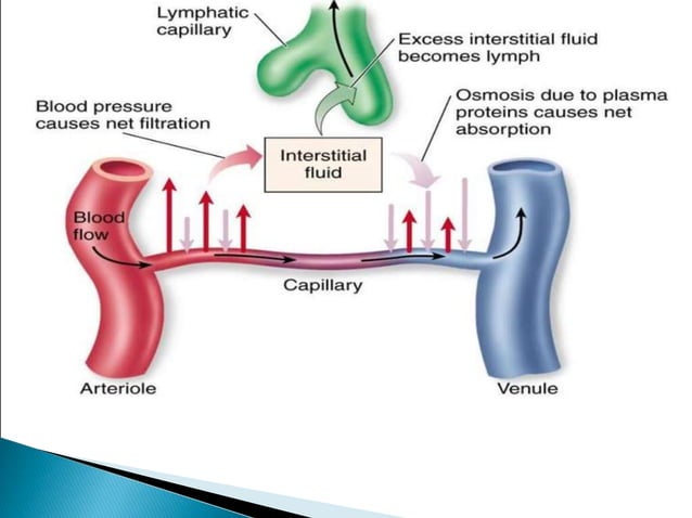 Bsn Anatomy And Physiology Lymphatic System Pdf