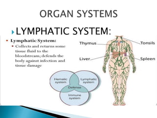 BSN Anatomy and physiology LYMPHATIC SYSTEM.pdf