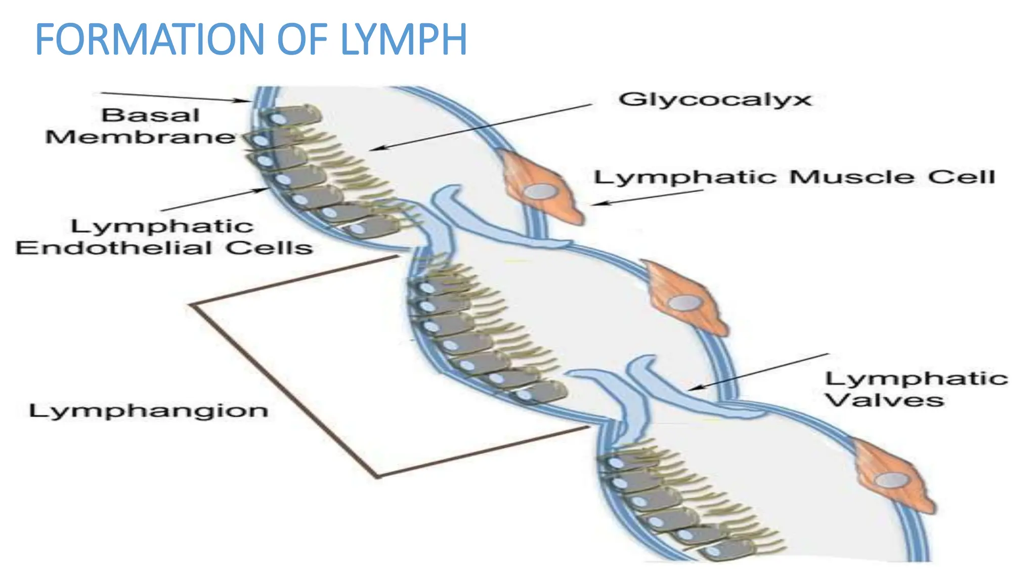 LYMPHATIC SYSTEM POWERPOINT PRESENTATION | PPTX