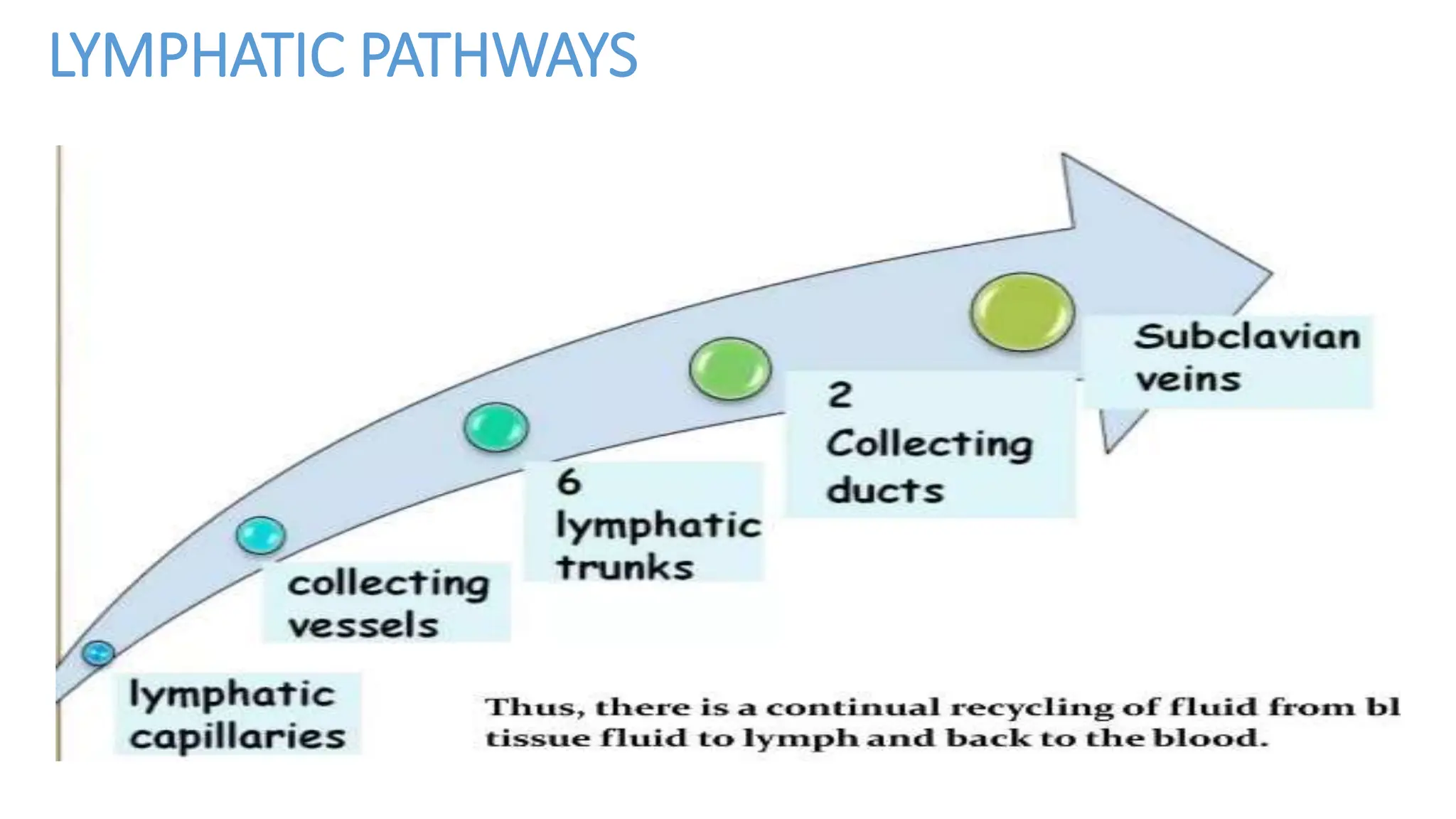 LYMPHATIC SYSTEM POWERPOINT PRESENTATION | PPTX | Biological Sciences | Science