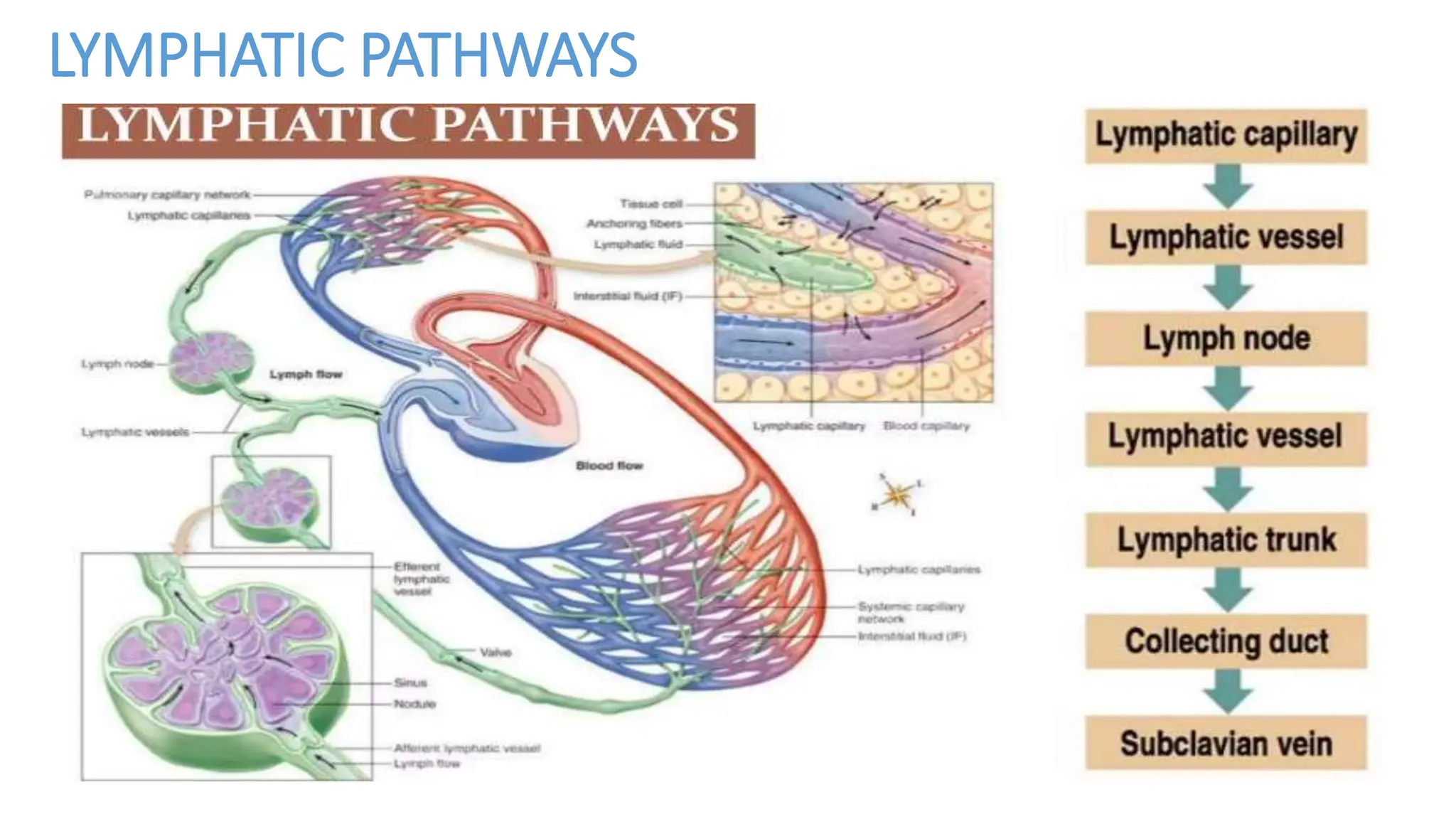 LYMPHATIC SYSTEM POWERPOINT PRESENTATION | PPTX | Biological Sciences | Science