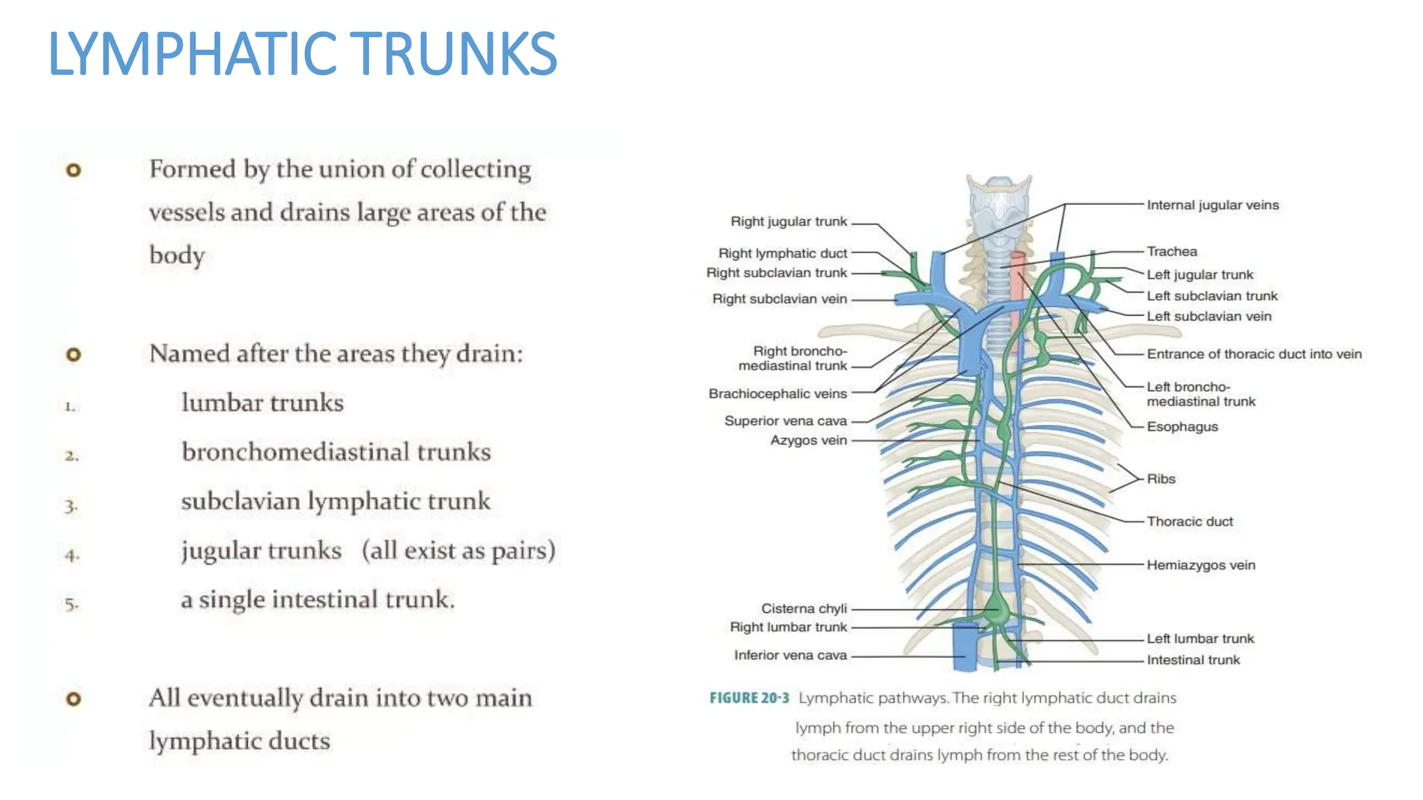 LYMPHATIC SYSTEM POWERPOINT PRESENTATION | PPTX