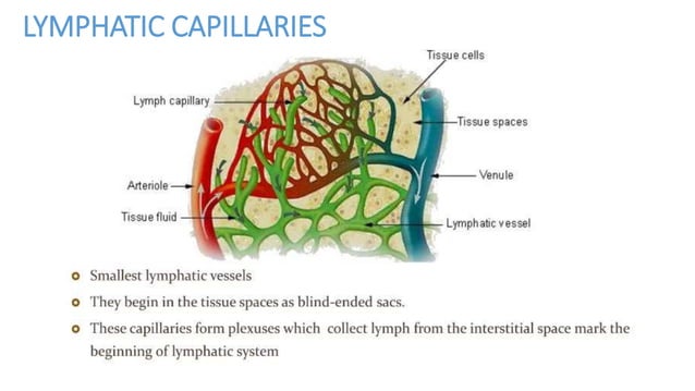 LYMPHATIC SYSTEM POWERPOINT PRESENTATION | PPTX | Biological Sciences | Science