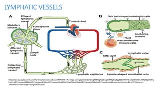 LYMPHATIC SYSTEM POWERPOINT PRESENTATION | PPTX