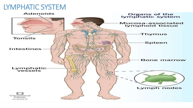 LYMPHATIC SYSTEM POWERPOINT PRESENTATION | PPTX | Biological Sciences | Science