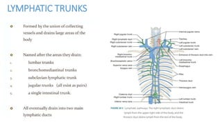 LYMPHATIC SYSTEM POWERPOINT PRESENTATION | PPTX