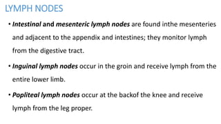 LYMPHATIC SYSTEM POWERPOINT PRESENTATION | PPTX